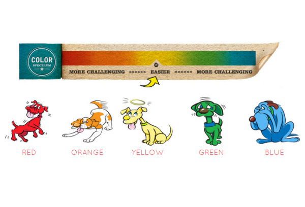 What Color is Your Dog?? - Training for Dogs